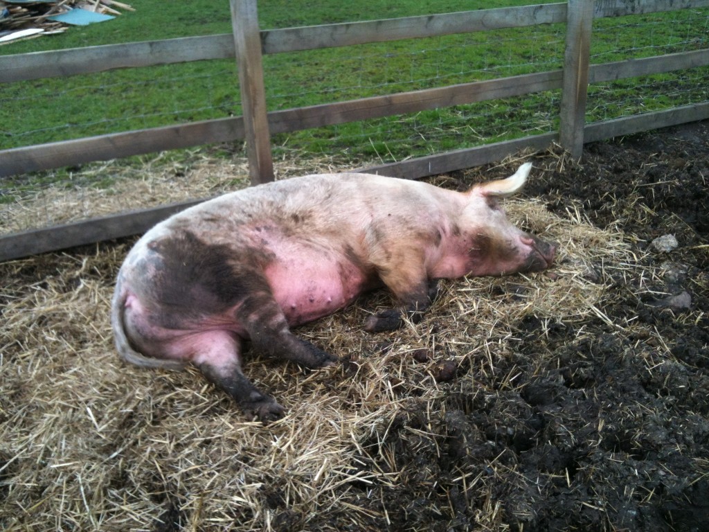 City Farms in London - Kentish Town City Farm Pig
